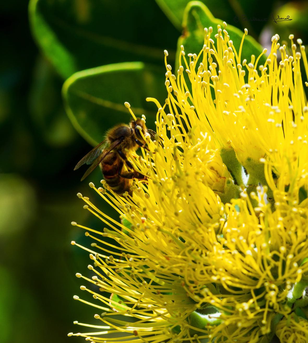 Maui Woodturners Association
